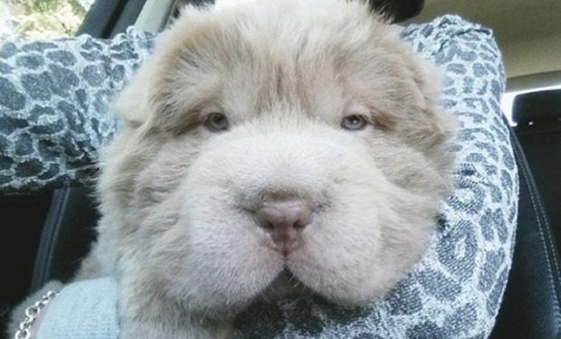 Dünyanın En Sevimli Hayvanlarından Biri Olan Tonkey'nin Yemelik 11 ...