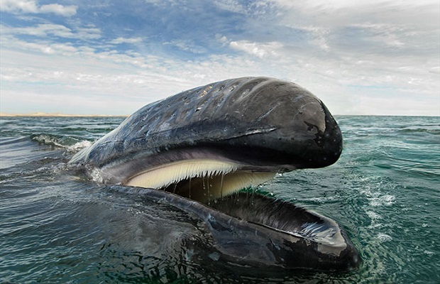 Balina ve Yunusların Görkemli Güzelliklerini Belgeleyen Fotoğrafçı ...