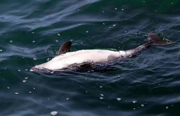 Zonguldak'ta Balıkçıların Avlayacakları Balıkları Yedikleri İçin ...