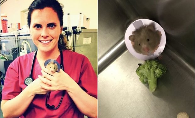 Minik Ayağı Ampute Edilen Hamsterın Ameliyatı ve Ekstra Küçük Boyunluğu ...