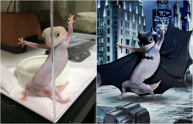 Aşırı Fotojenik Pozuyla İnterneti Kasıp Kavuran Geckonun Montajlandığı ...