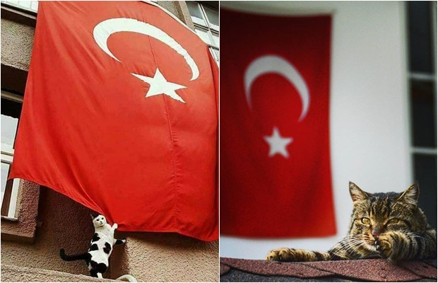 Türk Bayrağı Karşısında Göğsü Kabaran 13 Yurdum Kedisi | ListeList.com