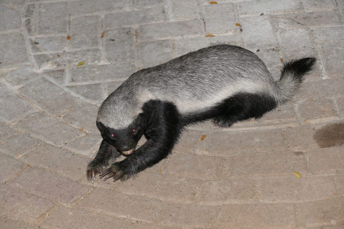 Bal Porsuğu Hakkında 11 İlginç Bilgi