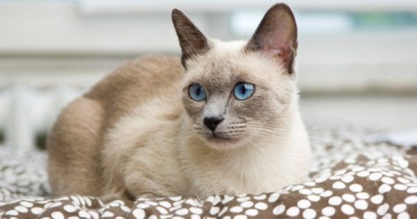 Masmavi Gözleriyle Asaletini Yansıtan Siyam Kedisi Hakkında 11 Bilgi