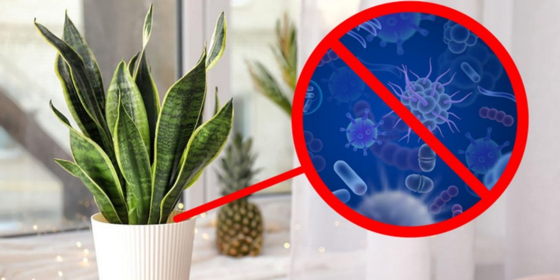 Ev Bitkileri Meraklıları Buraya: Sağlığınız İçin Faydalı Olan Ev Bitkileri