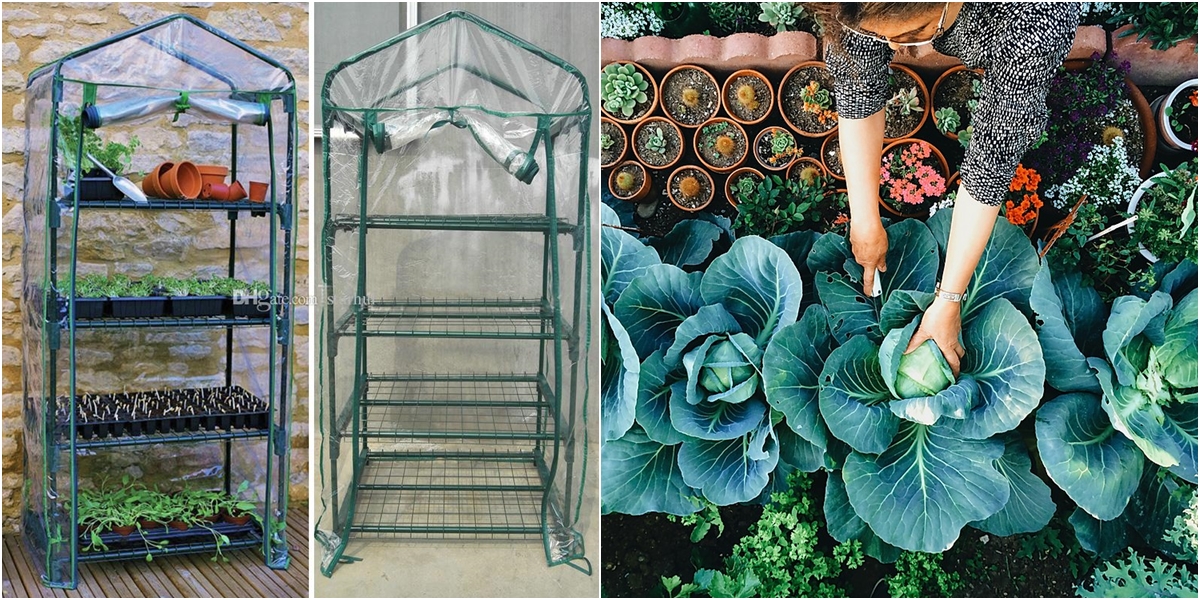 Balkonda Sera ve Bahçe İşlerine Yeni Başlayanlara Öneriler