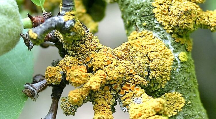 Liken: Canlılığın Oluşumunda Öncül Kabul Edilen Organizmalar