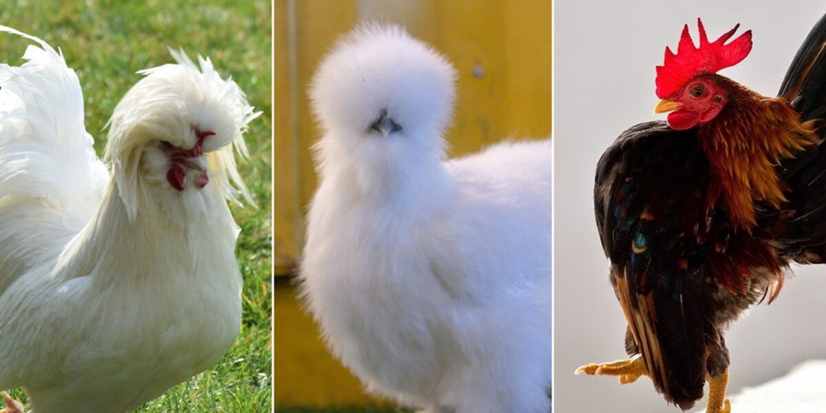 Tavuk Çeşitleri ve Cinslerinin Özellikleri Nelerdir? | ListeList.com