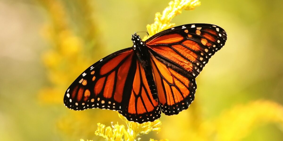 Kelebeklerin Ömrü Ve Yaşam Döngüsü Hakkında Bilmeniz Gerekenler – ListeList
