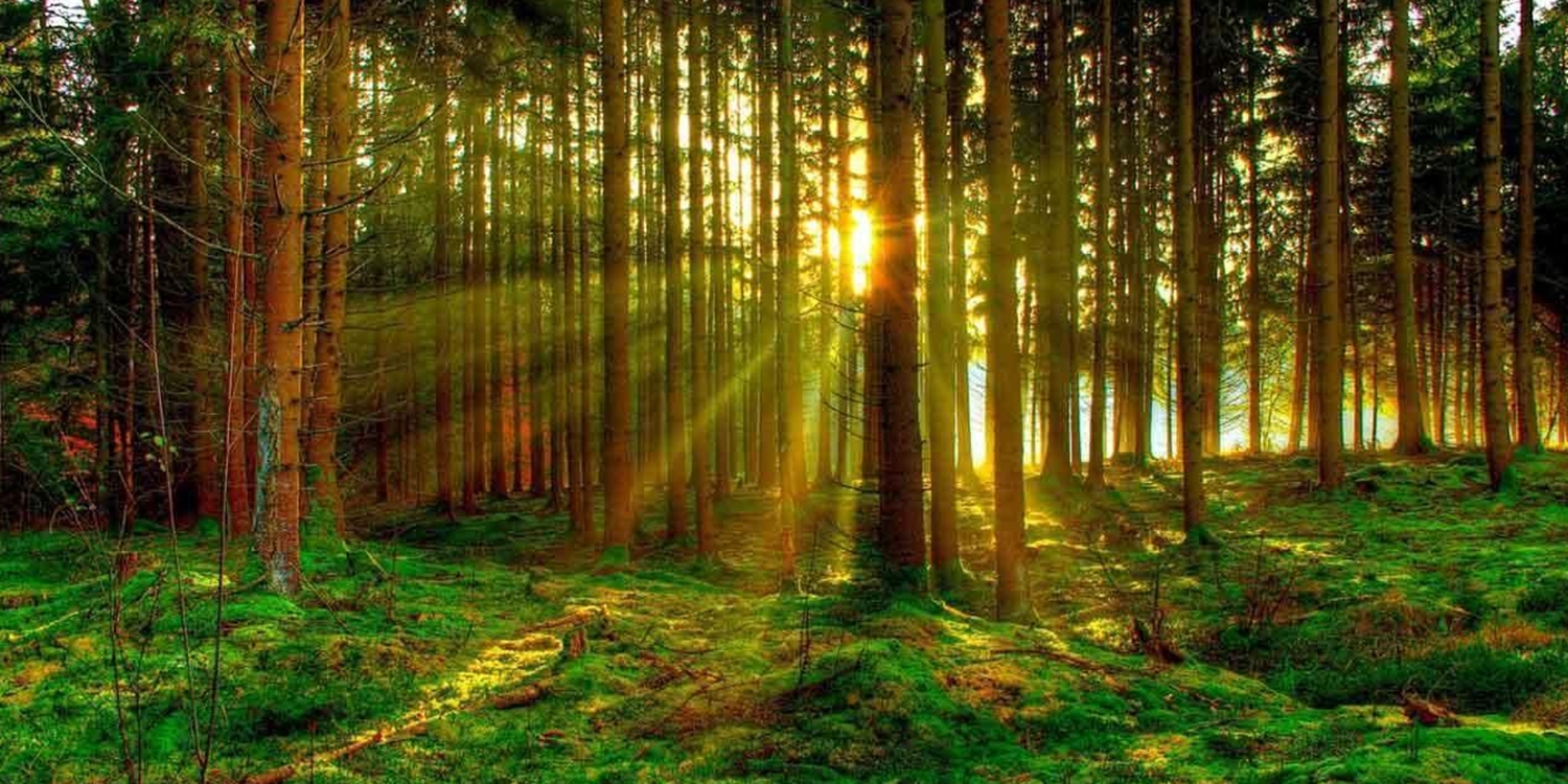 Ağaç Türleri: Dünyadaki ve Türkiye'deki Ağaç Türleri | ListeList.com