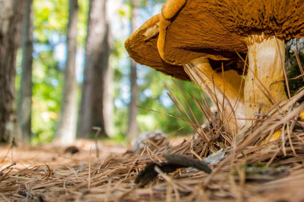 Mantar Salgınları İnsanları Zombiye Dönüştürebilir Mi?